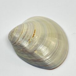 Japoniška Kai – awase žaidimo kriauklė, dekoruota piešiniu 7×8,5×2,5 cm ...