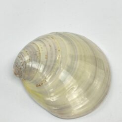 Japoniška Kai – awase žaidimo kriauklė, dekoruota piešiniu 7×8,5×2,5 cm ...